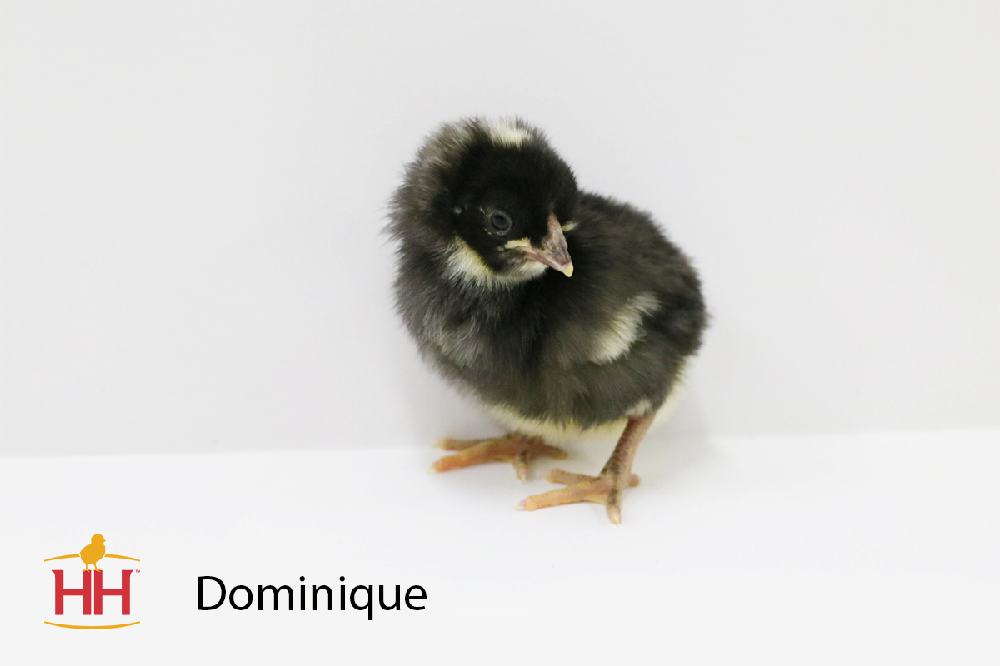 Identify My Chick | Hoover's Hatchery