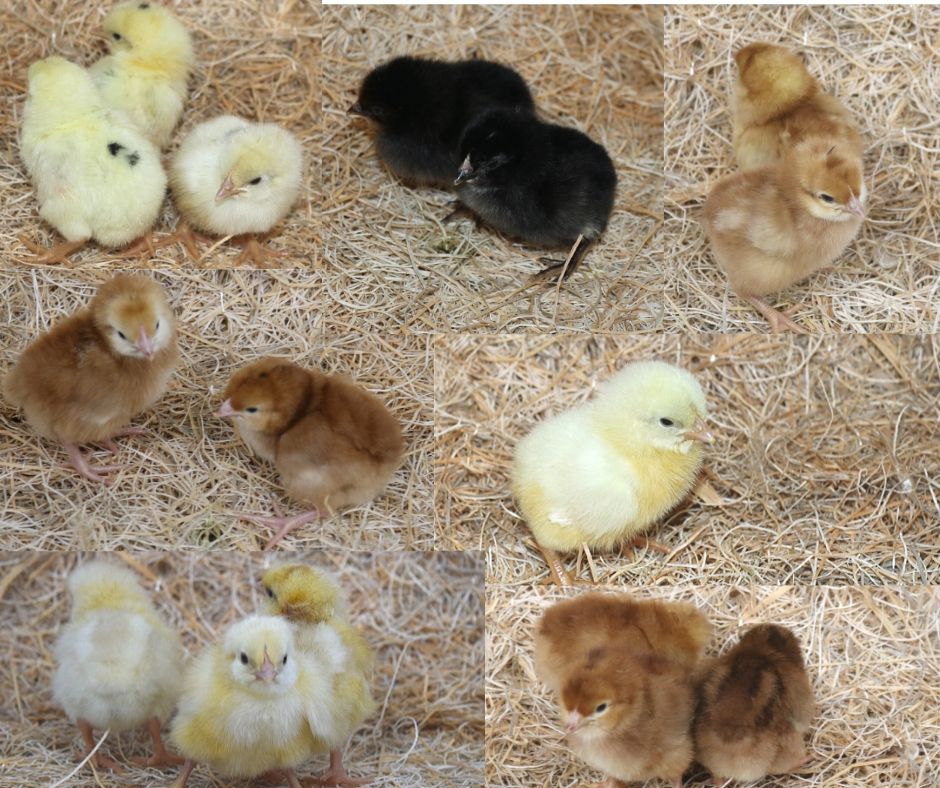 Identify My Chick | Hoover's Hatchery