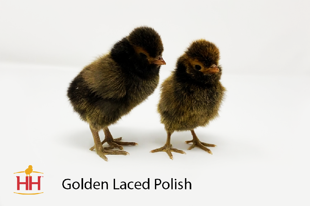 Identify My Chick | Hoover's Hatchery