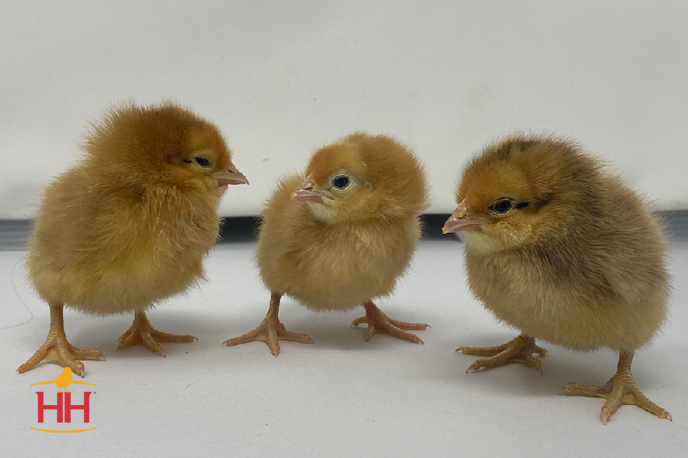 Identify My Chick | Hoover's Hatchery