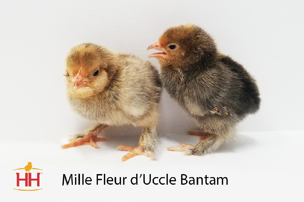 Identify My Chick | Hoover's Hatchery