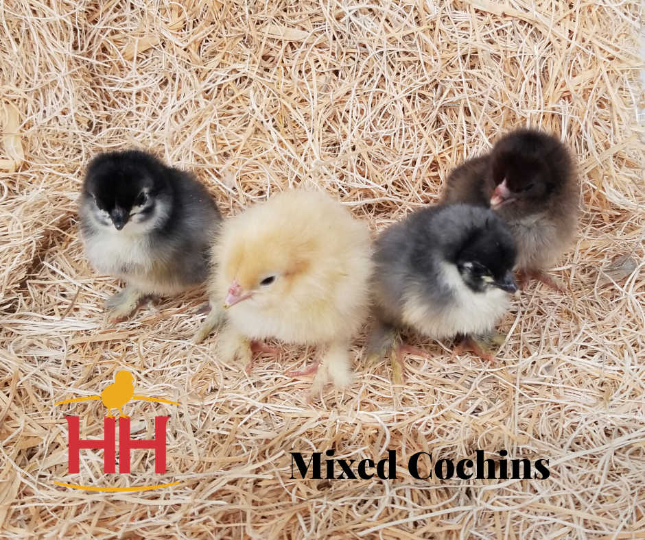 Identify My Chick | Hoover's Hatchery