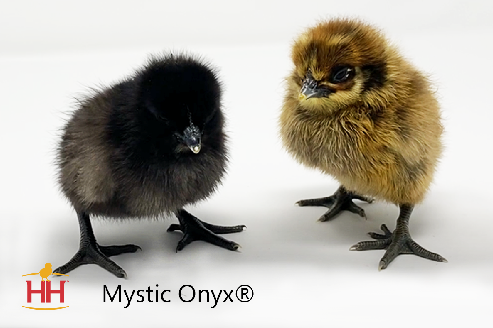 Identify My Chick | Hoover's Hatchery