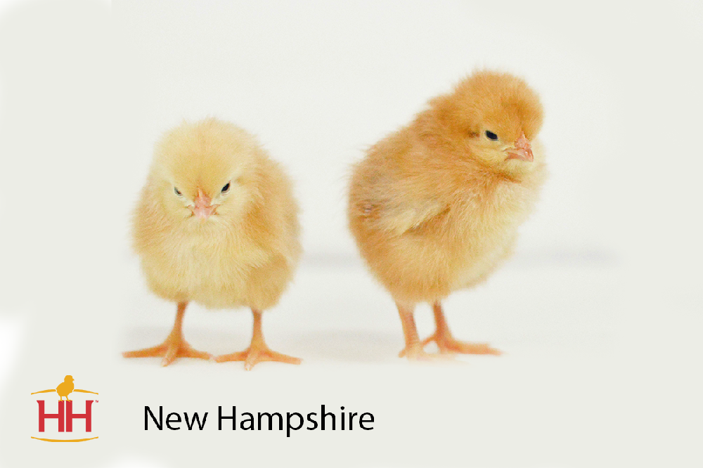 Identify My Chick | Hoover's Hatchery