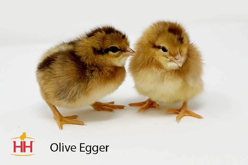 Identify My Chick | Hoover's Hatchery