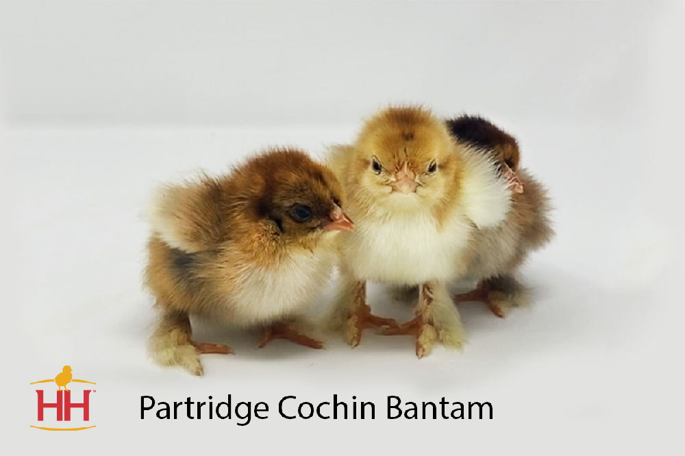 Identify My Chick | Hoover's Hatchery