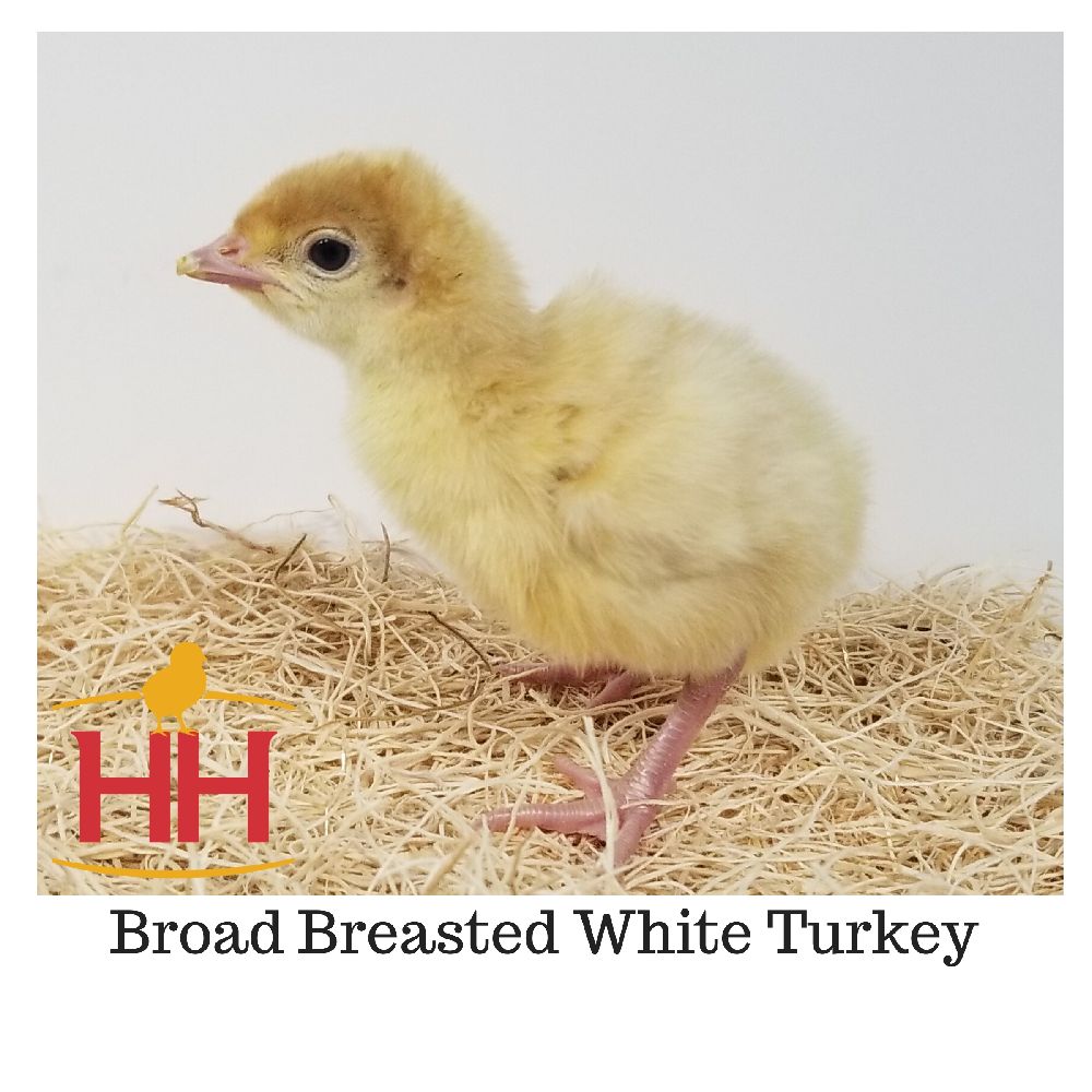 Identify My Chick | Hoover's Hatchery